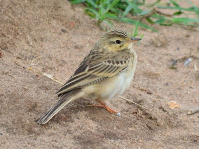 Blyths Pipit » Bird Watcher