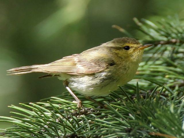 Brooks Leaf Warbler » Bird Watcher
