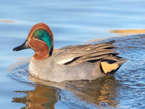 Common Teal » Bird Watcher