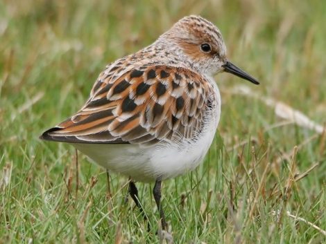 Little Stint » Bird Watcher