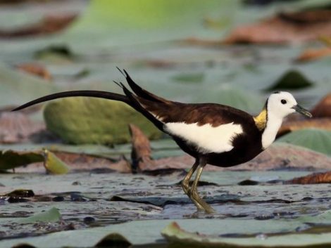 Pheasant-tailed Jacana » Bird Watcher