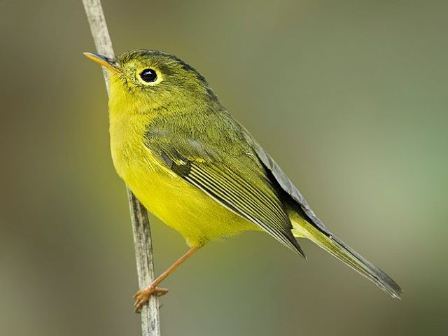 Whistlers Warbler » Bird Watcher