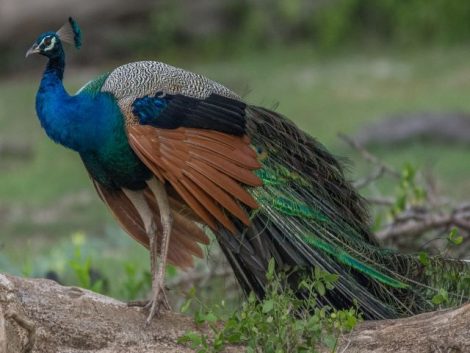 Indian Peafowl » Bird Watcher