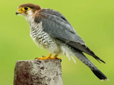 Red-necked Falcon » Bird Watcher